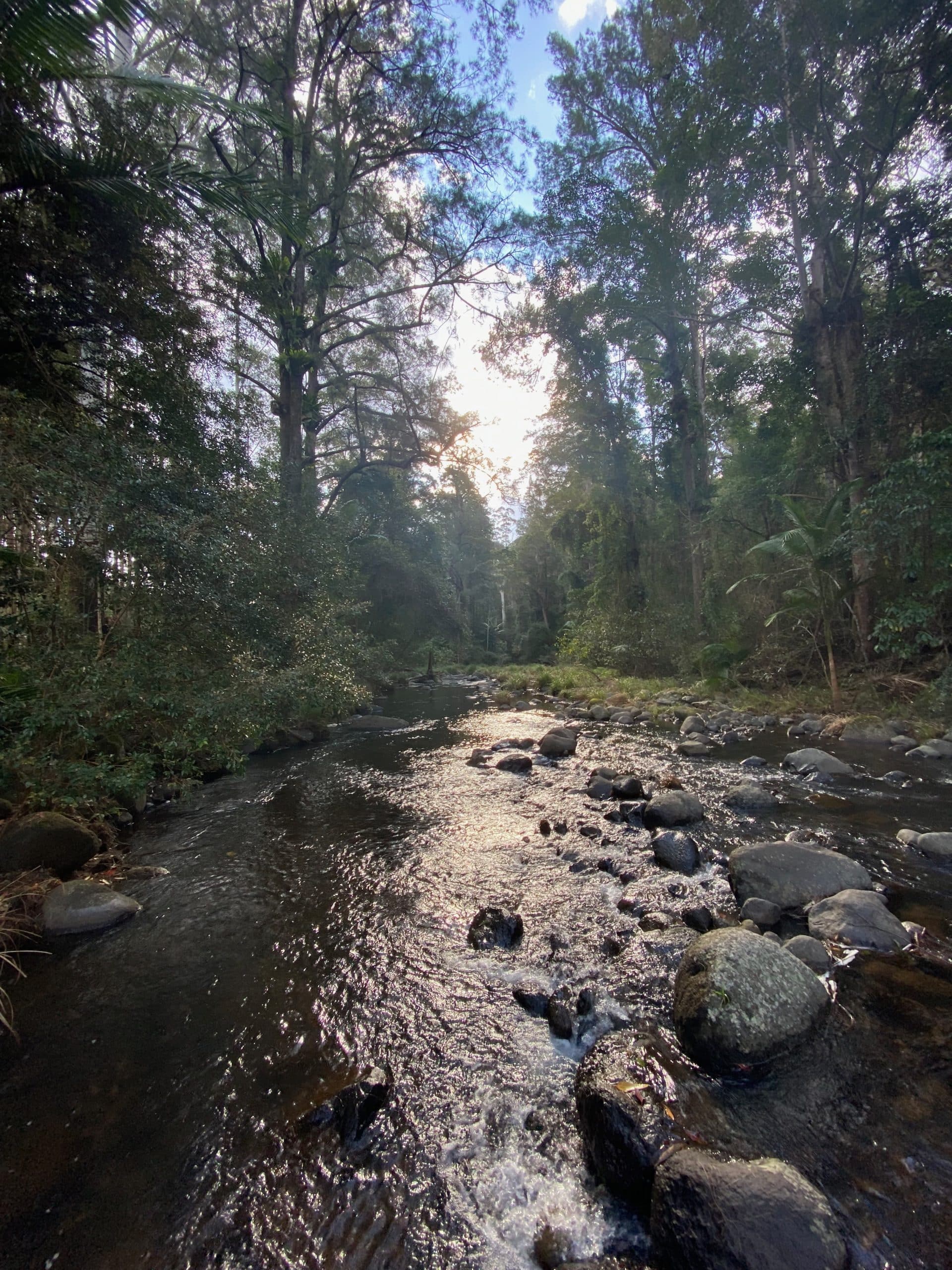 Sine Cera Rain Forest Retreat | Unique Flora and Fauna